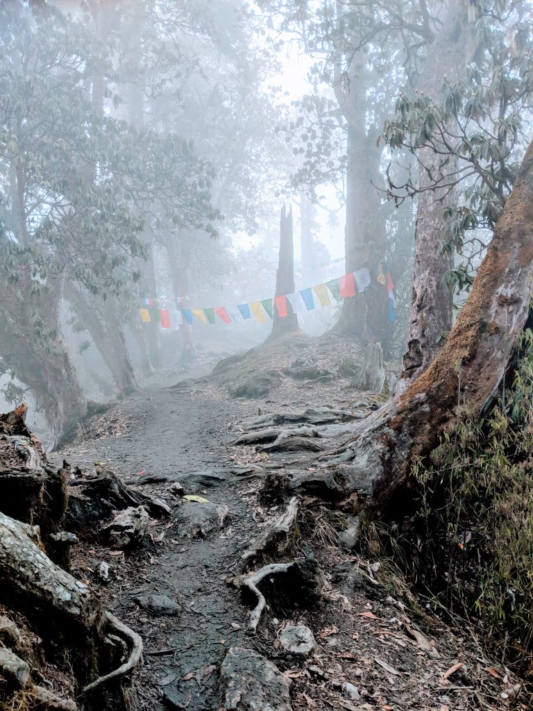 Day 24: Tadapani -> Gorepani - travel annapurna